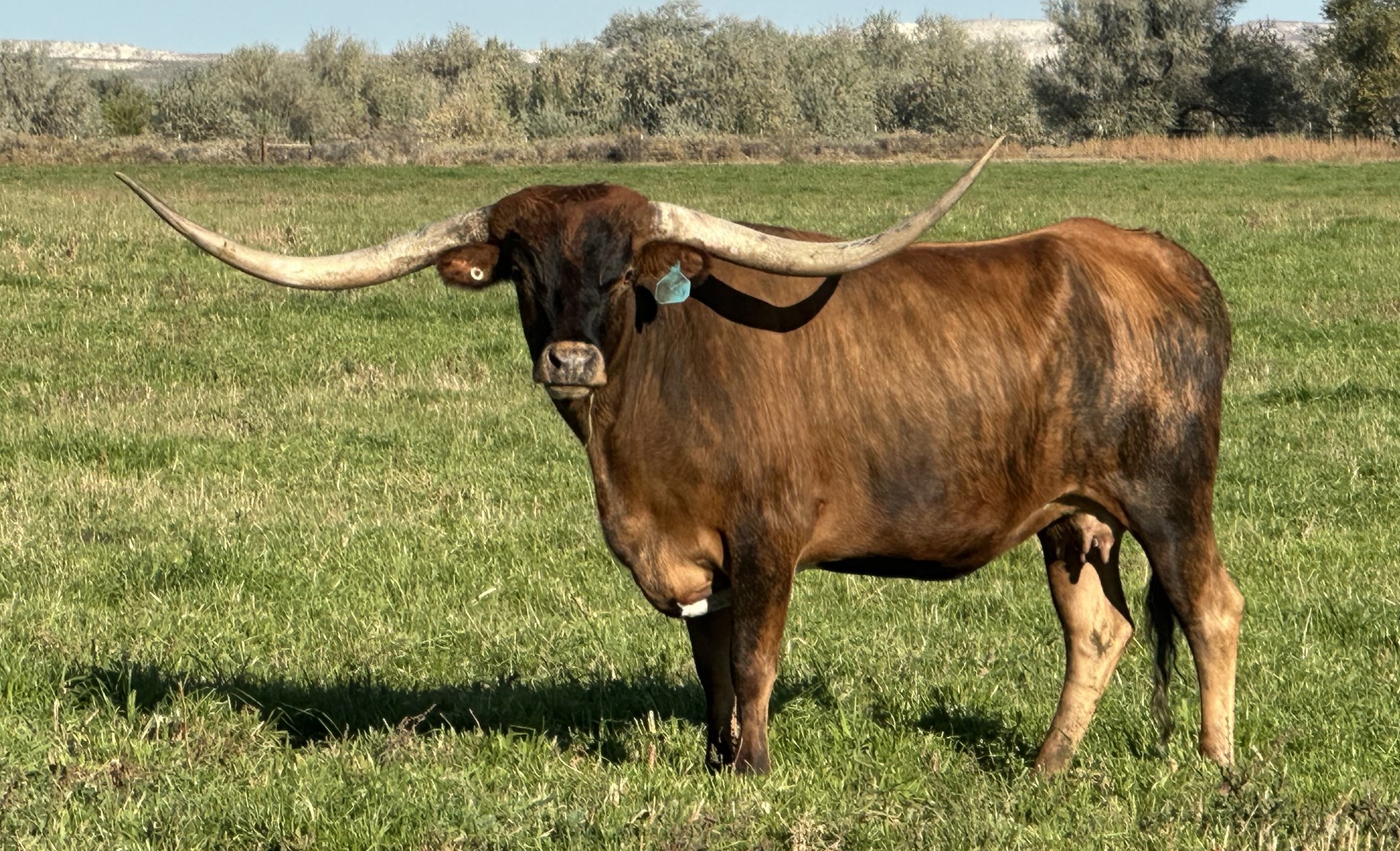 Ill Be Your Daisy DK